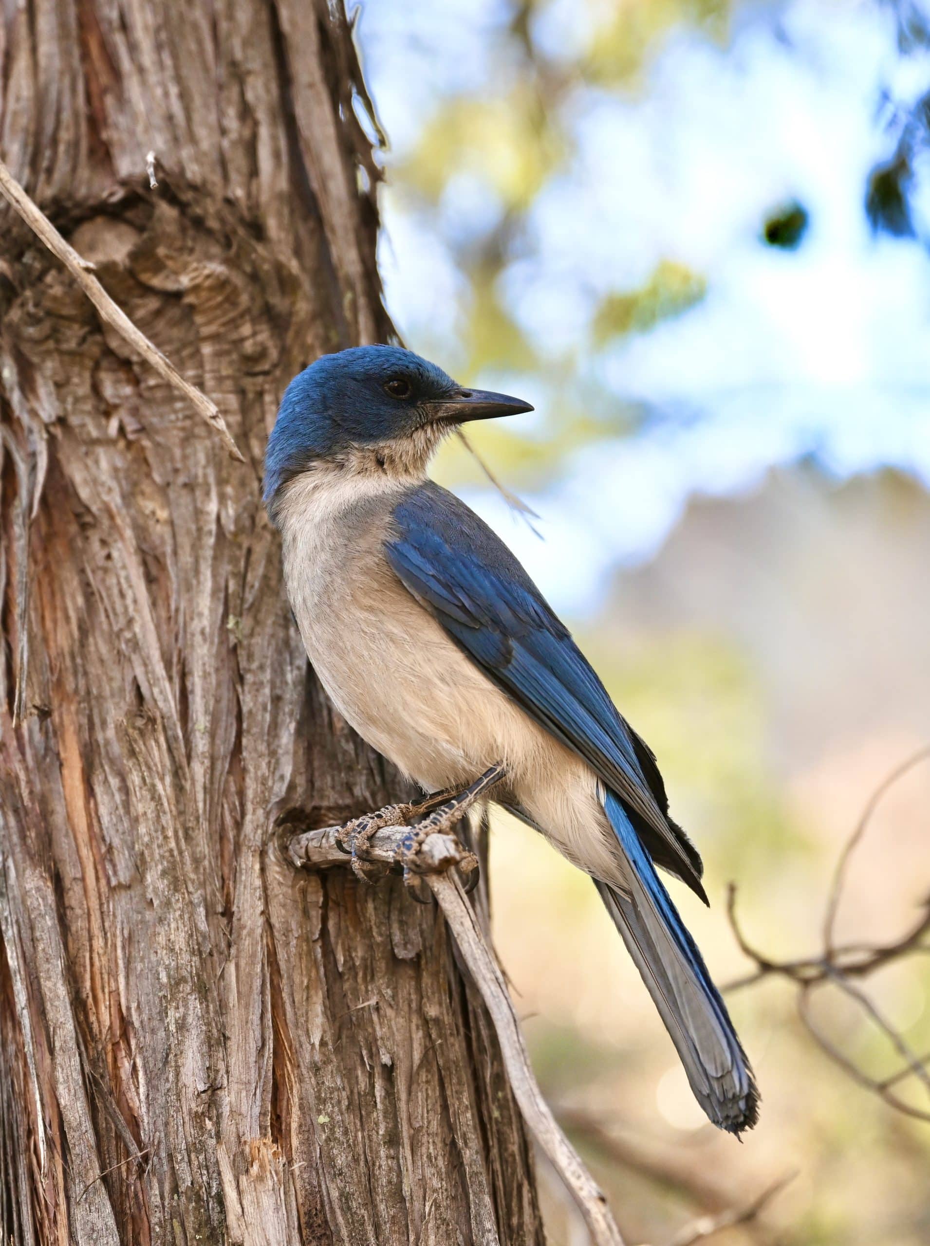 Store - Big Bend Natural History Association